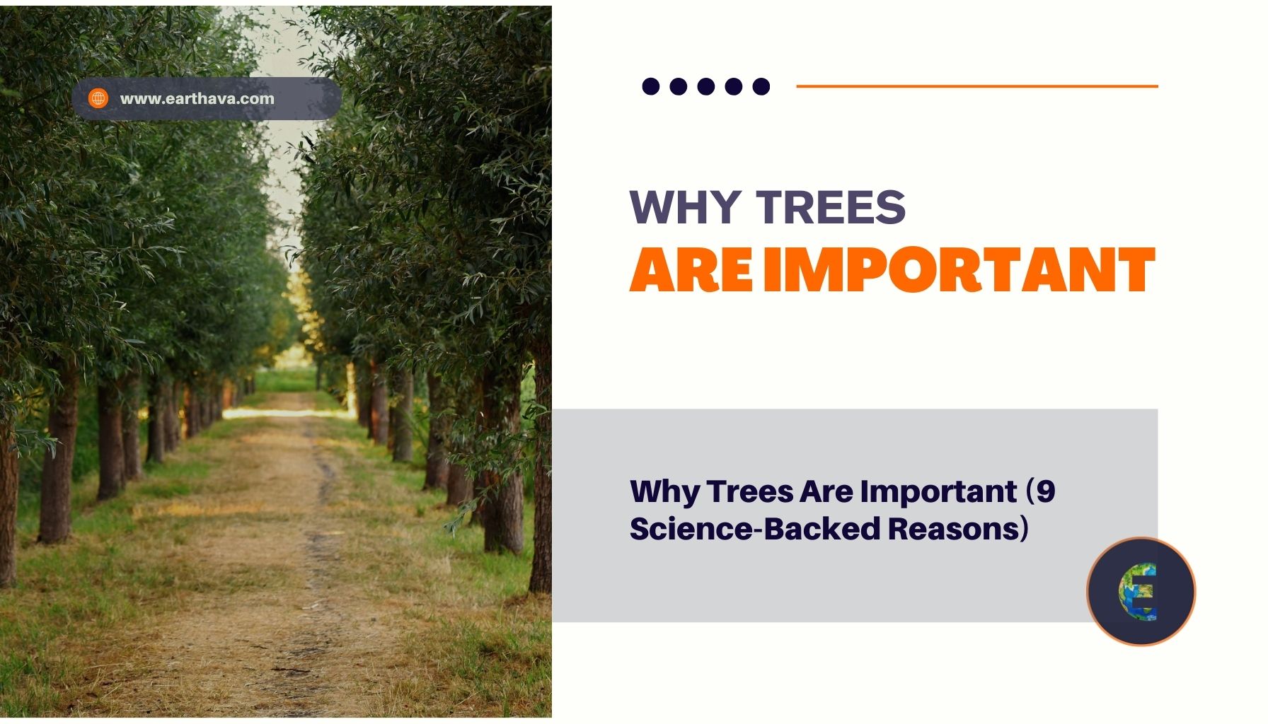Why Trees Are Important (9 Science-Backed Reasons) - Earthava