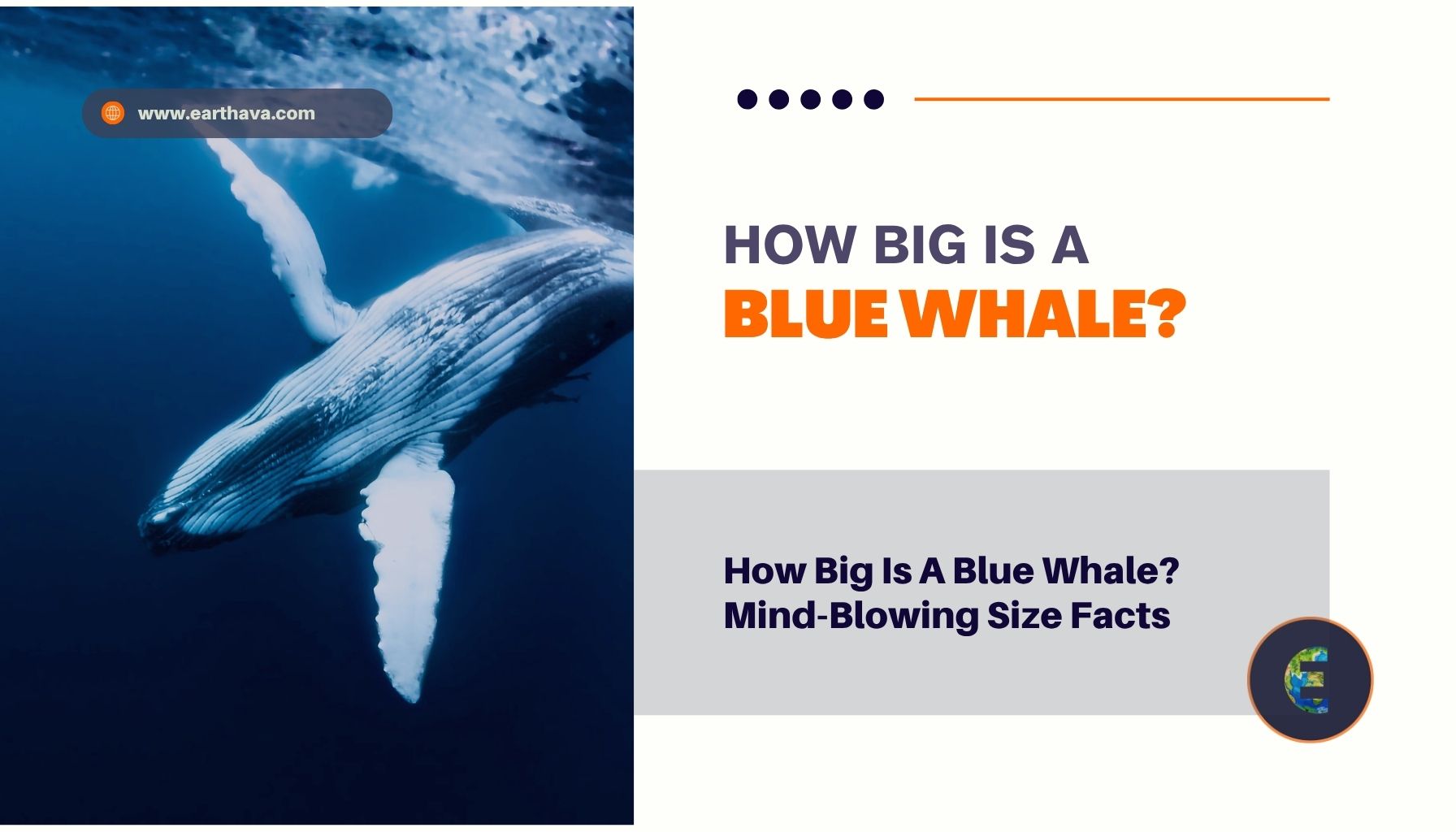 How Big Is A Blue Whale? Mind-Blowing Size Facts - Earthava