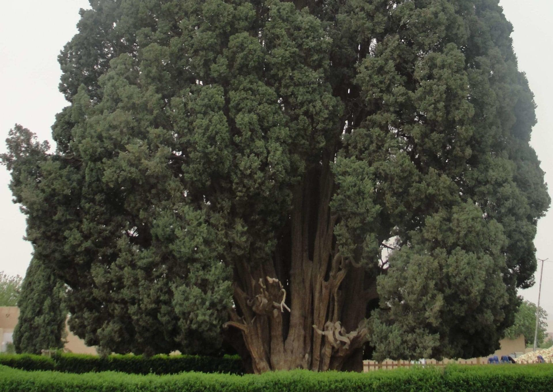Oldest Trees in the World: You Won’t Believe #3 - Earthava