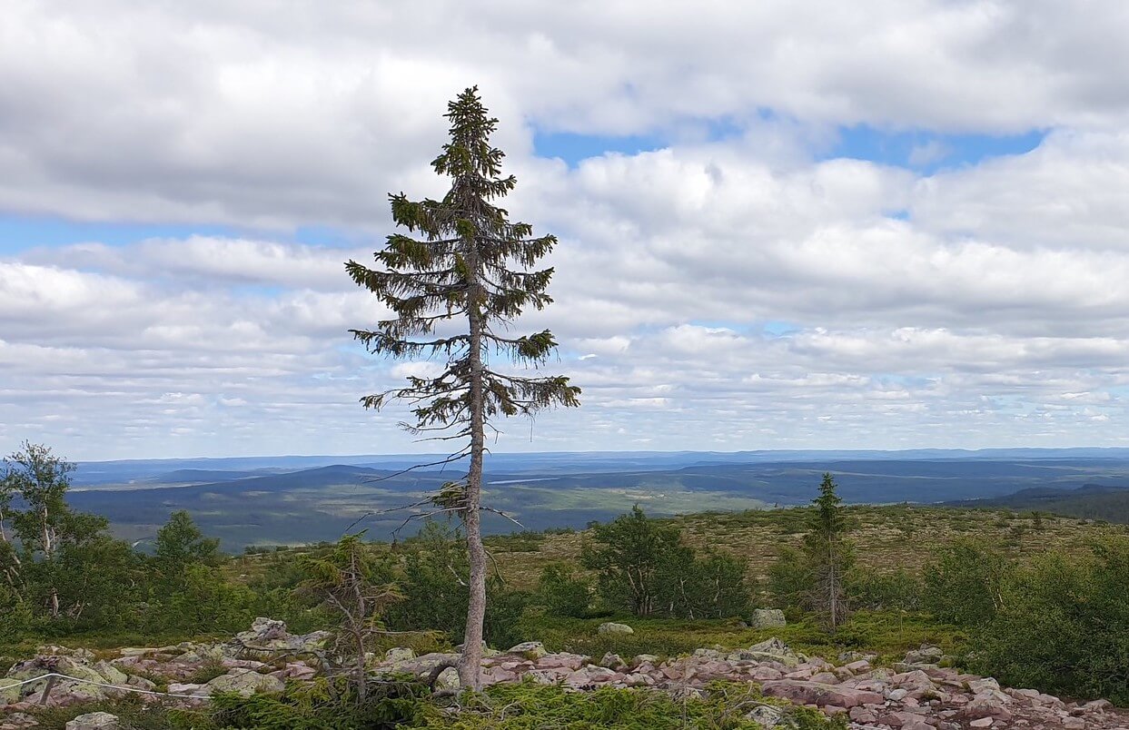 Oldest Trees in the World: You Won’t Believe #3 - Earthava