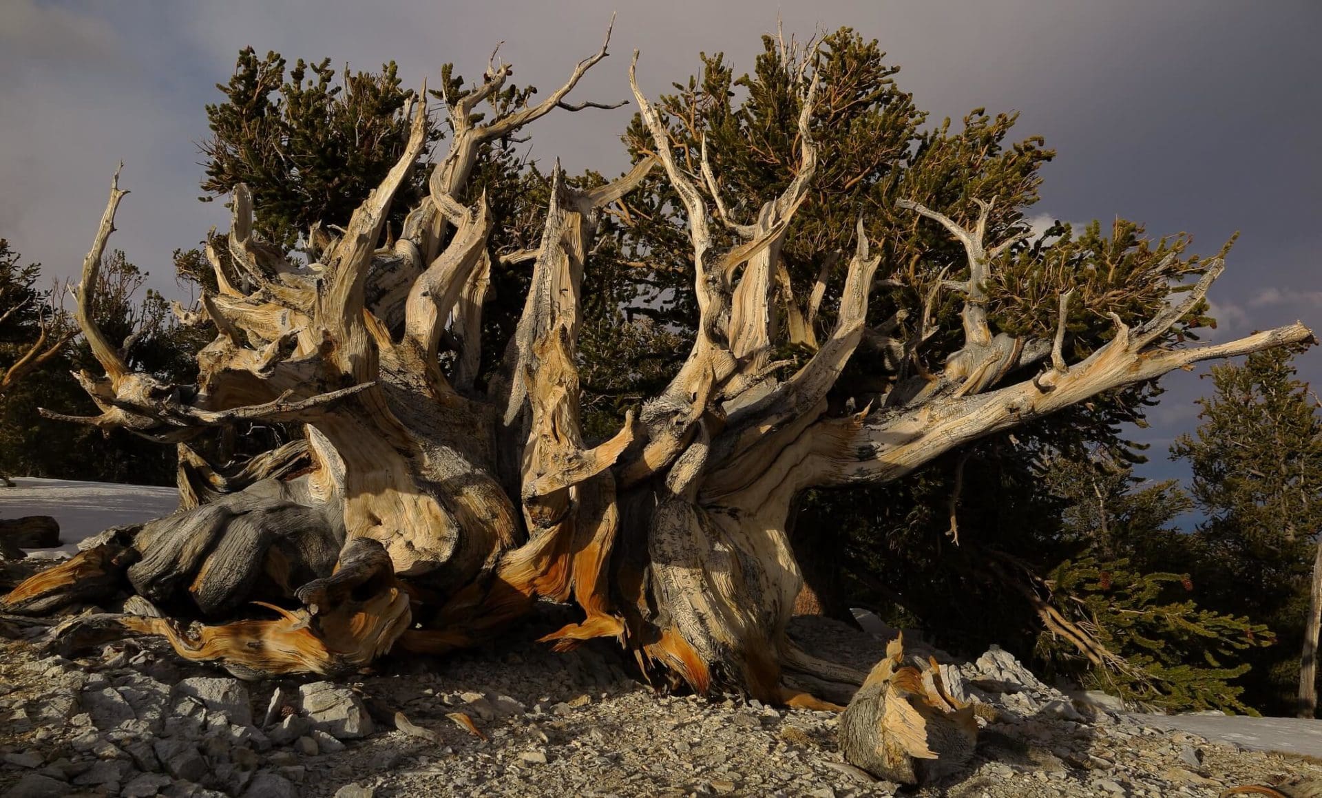 Oldest Trees in the World: You Won’t Believe #3 - Earthava