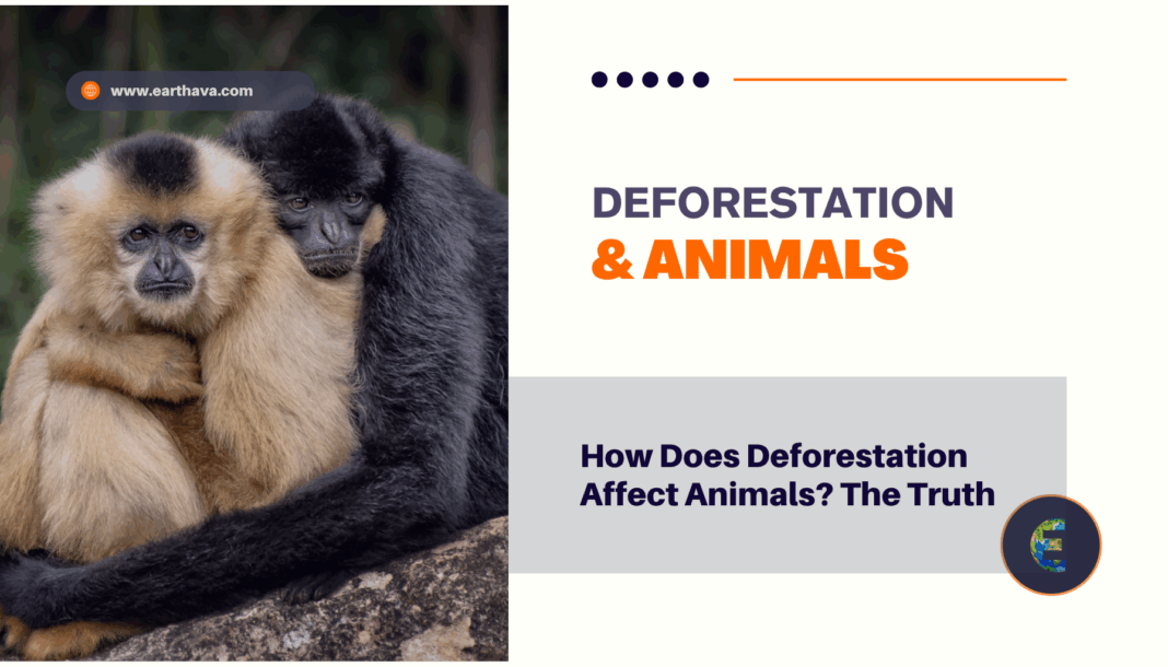 How Does Deforestation Affect Animals? The Truth - Earthava