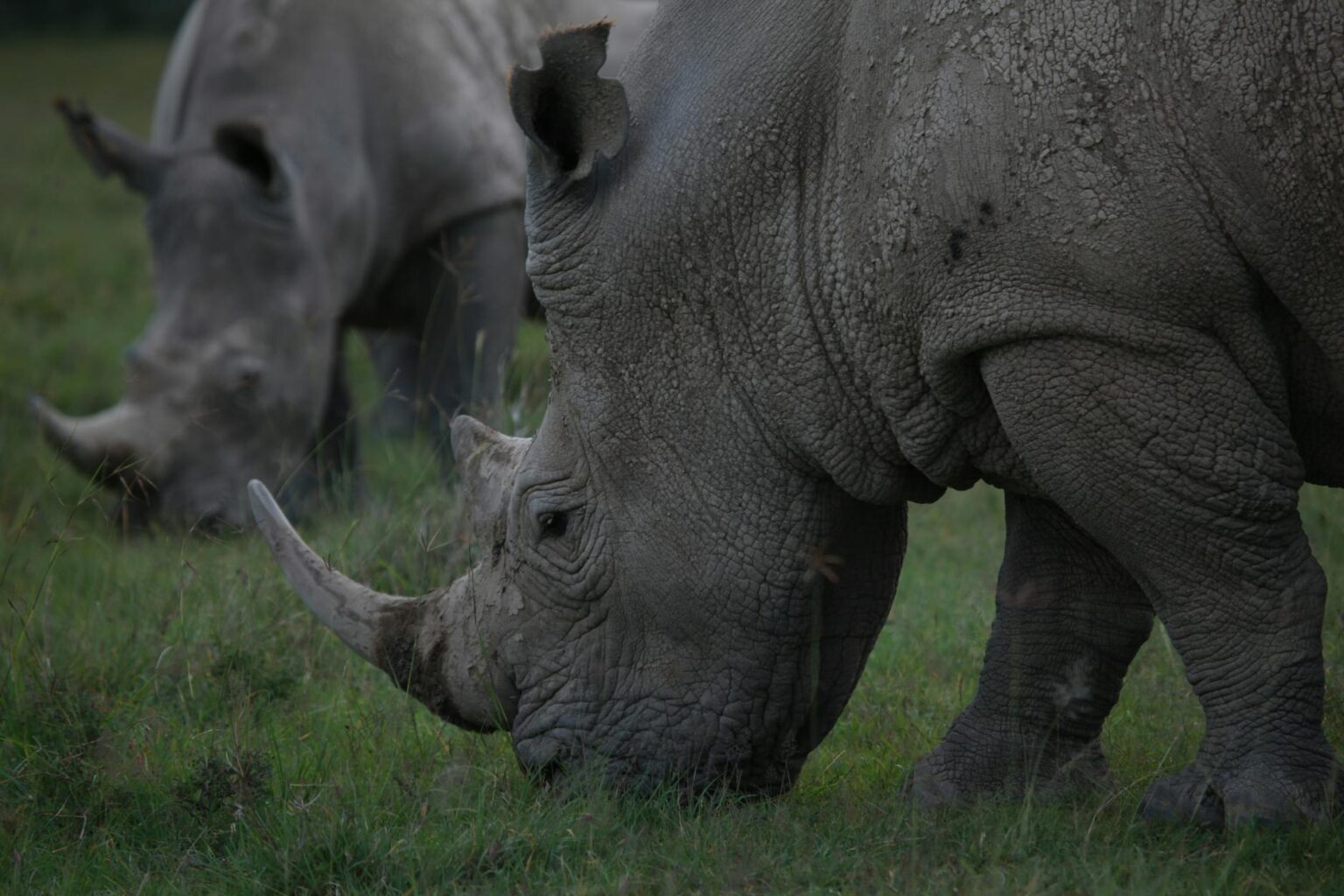 What Animals Are About To Go Extinct: Critical Countdown - Earthava